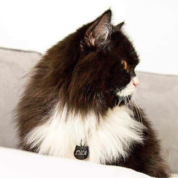 Stainless Steel Dog ID Tags | Custom & Deep Engraved Dog Tags for Pets